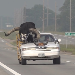 And finally… bullsit | Scottish Legal News