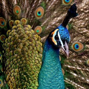 And finally… fowl play | Scottish Legal News