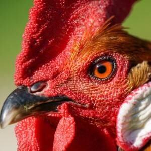 And finally… nothing to crow about | Scottish Legal News