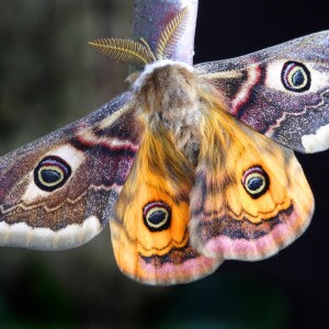 And finally… mothballed | Scottish Legal News
