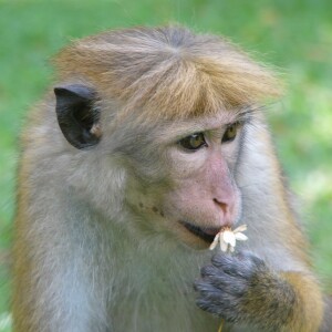 And finally… monkey heist | Scottish Legal News