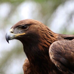 Report exposes widespread killing of Scotland’s birds of prey ...